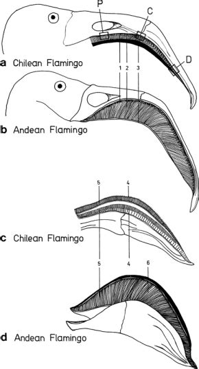 Bird External Anatomy Detailed Bird Beak Anatomy