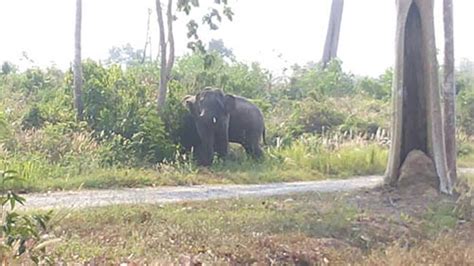 นร ระยองผวาหลังช้างป่า 3 ตัวเดินผ่านสนามโรงเรียนบ้านเขาฯ