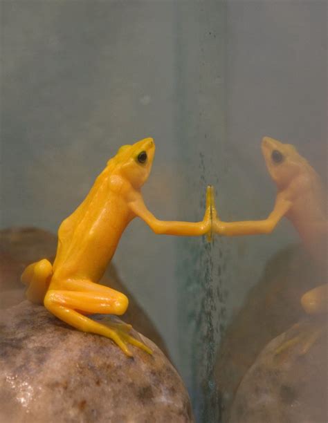 Amphibian Conservation Saving The Panamanian Golden Frog Detroit
