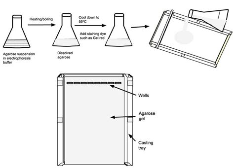 Persiapan Agarose Gel Untuk Analisis Dna