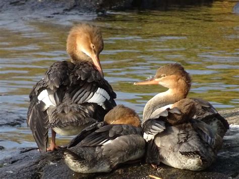Is Moskey Basin Overrated Maybe The Isle Royale Guy