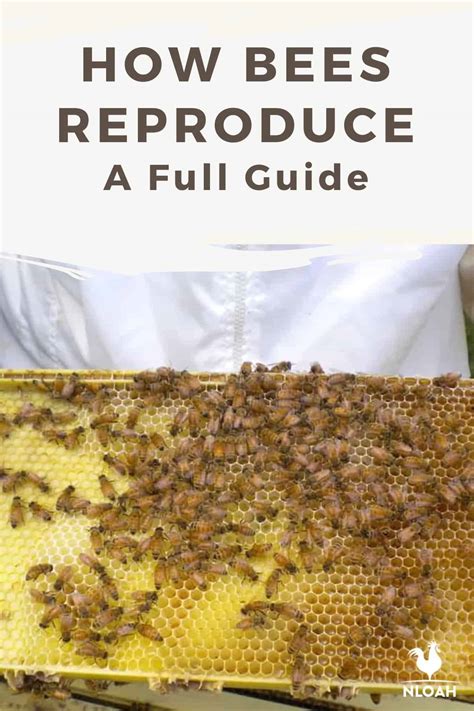How Bees Reproduce A Full Guide How Bees Reproduce A Full Guide