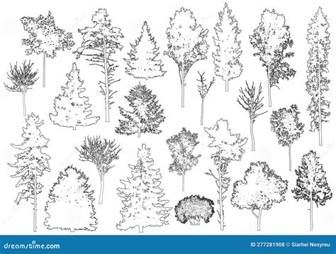Set Of Coniferous And Deciduous Trees For Architecture And Landscape Design Line Drawing