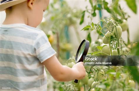 여름 방학 모자를 쓴 작은 아이가 돋보기로 나뭇잎을 바라본다 미취학 아동은 돋보기로 자연을 연구합니다 교육 견학 연구 개념 2 3 살에 대한 스톡 사진 및 기타 이미지