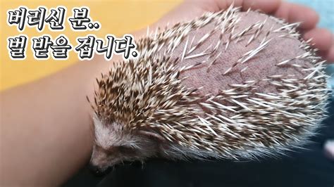 가시가 다 빠진 상태로 버려진 고슴도치 Youtube
