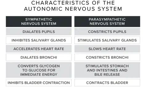 Somatic Nervous System Vs Autonomic Nervous System