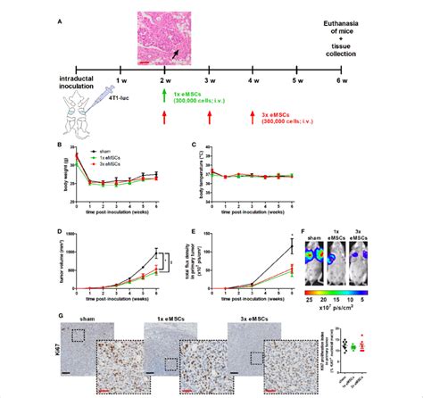 reduced tumor progression upon emsc treatment in a 4t1 based