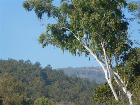 10 Mosquito Repelling Plants For Pinoy Plantitos And Plantitas Mc Ace