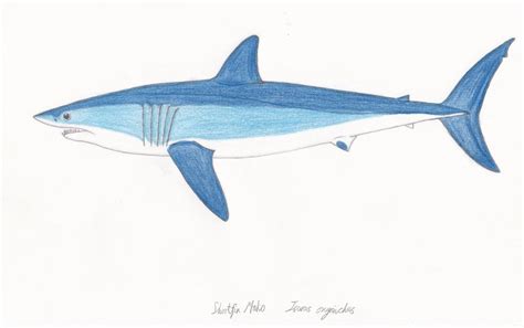 Mako Shark Drawing At Getdrawings Free Download