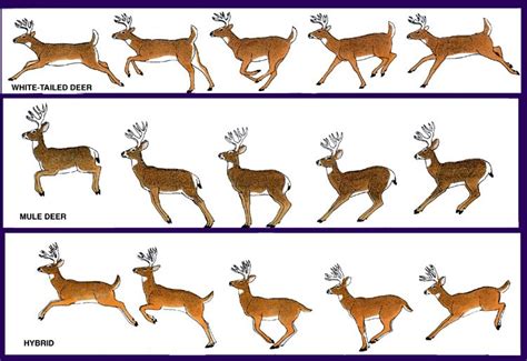 How To Draw A Deer Really Easy Drawing Tutorial Artofit