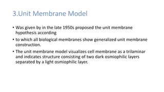 Cell Biology Plasma Membrane Models Pptx Biological Sciences Science