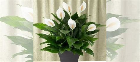 Спатифиллум купить в Чернянке Товары для дома и дачи Авито