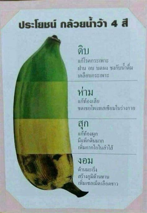 [วิชาชีวิต ] ประโยชน์ของกล้วยน้ำว้า 4 สี กินแบบใดให้ได้ประโยชน์ แบบดิบ กล้วยมีสีเขียว ช่วยแก้