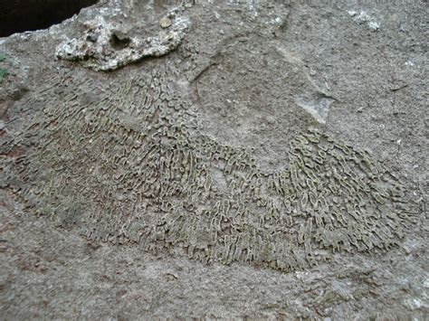 Coral Cast In Chert Uk Fossil Collecting