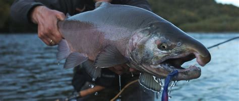 Kamchatka Salmon Fishing | Fly Fishing in Russia | LOOP Tackle