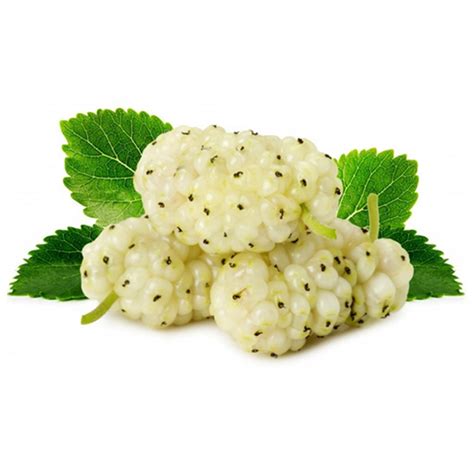 Mulberry Leaf Extract Also Known As White Mulberry Morus Alba L
