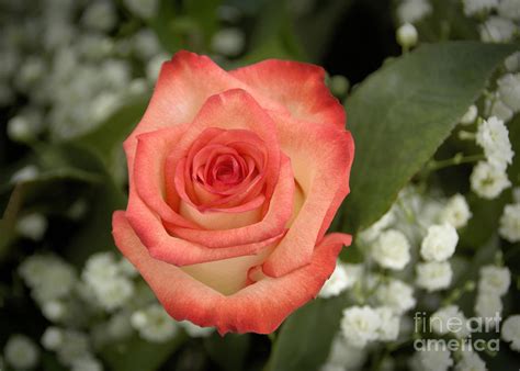 Pink Fire And Ice Roses