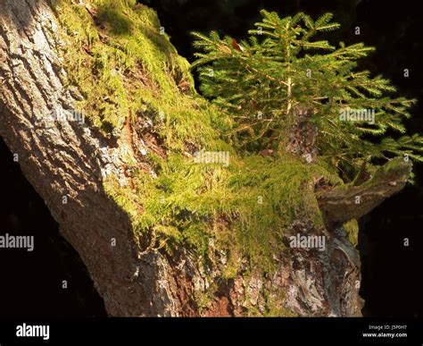 Spruce On Oak Stock Photo Alamy