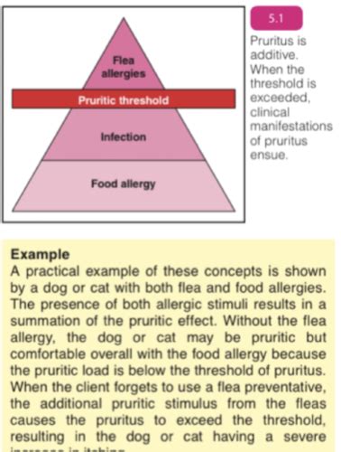 Dermatology Flashcards Quizlet