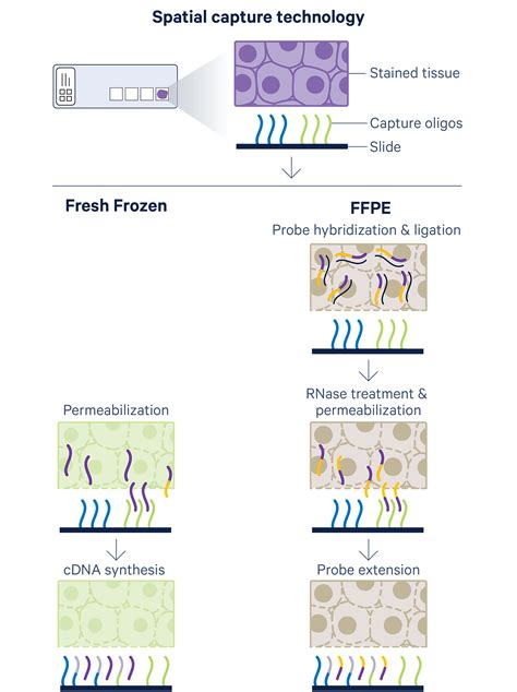 Spatial Transcriptomics 10x Genomics