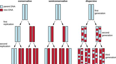 83 Dna Replication Biology Libretexts