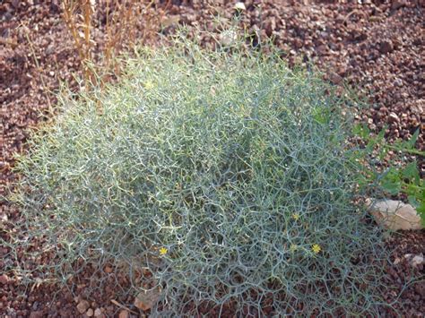Etnograf A De Fuerteventura Fotos Actuales De Flora