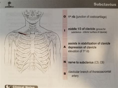 Anatomy Final Op Flashcards Quizlet