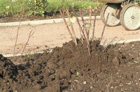 Як обрізати троянди на зиму основні правила для садівників любителів