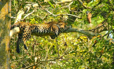 Enjoy The Beauty Of The Wilds In The Top 10 Wildlife Sanctuaries In Kerala