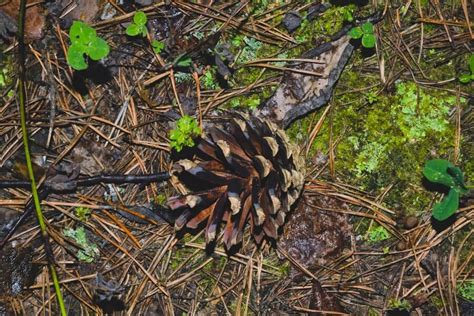 Spruce Trees Identification Benefits And 3 Uses A Complete Guide — Ecowiser