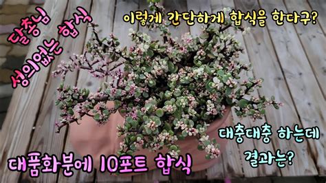 자기꺼 아니라고 막심는 달총님 사랑무 10포트 합식 성의 1도 없어보이는 얼렁뚱땅 합식 결과는 합식 사랑무 다육이 대품분갈이 Youtube