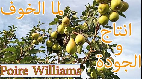 لماذا يفشلون المزارعون في غراسة الاجاص رغم نجاحه ؟ Youtube