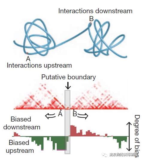 3d Genome Seminar笔记（二）：hi C数据分析流程 墨天轮