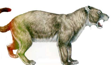 고대유럽사자 Cave Lion Panthera Leo Spelaea Image Only