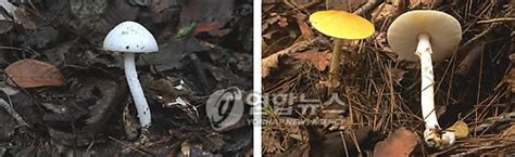 맹독류 독버섯 흰알광대 버섯 개나리광대버섯