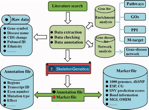 Flowchart Of The Procedure For ‘skeletongenetics ‘skeletongenetics