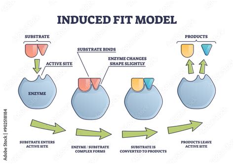Induced Fit Model Process Explanation With Enzyme Active Site And