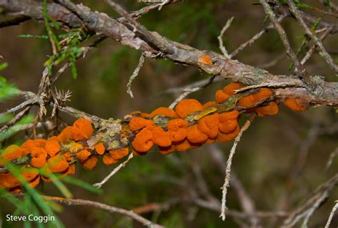 The Incompleat Naturalist Cedar Apple Rust