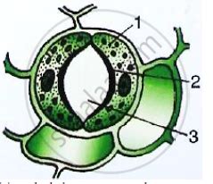 Given Below Is A Diagrammatic Sketch Surface View Of A Stomatal Apparatus From A Dicot Leaf