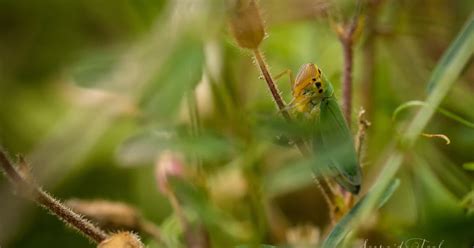 Green Leafhoppers
