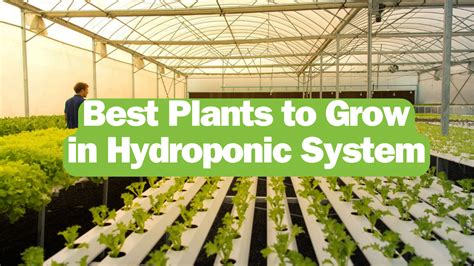 Top 10 Best Plants For Hydroponic Gardens