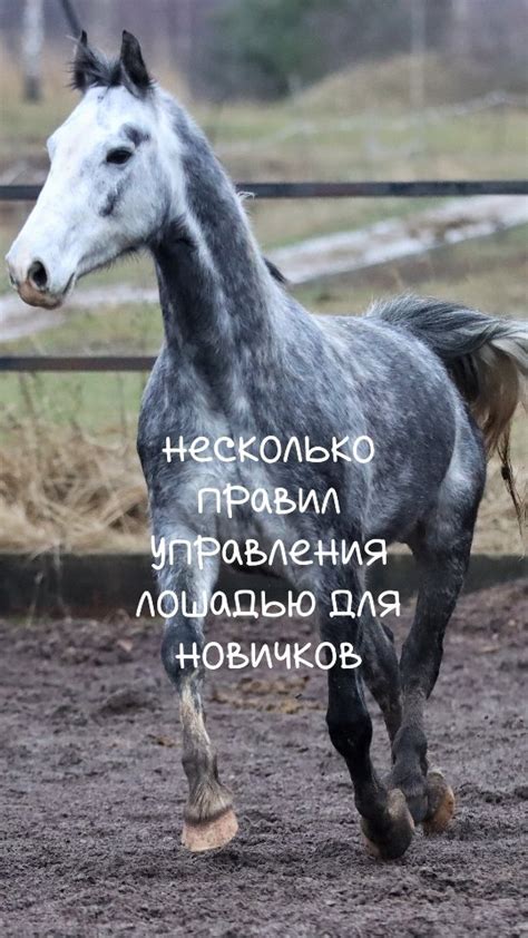Эко отель и центр конного отдыха «Караван Не забывайте наслаждаться каждым мгновением жизни и