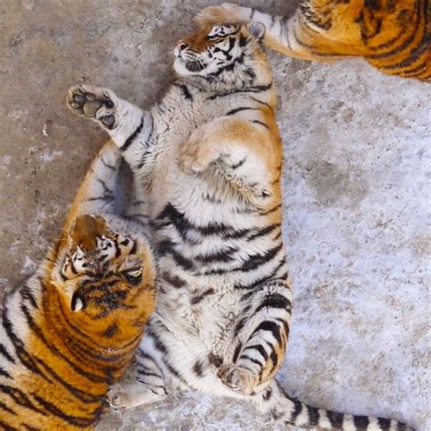 Super Adorable Fat Tigers Go Viral In China Peoples Daily Online