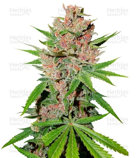 Passion Fruit Seeds Cannabis Strain Seeds For Sale