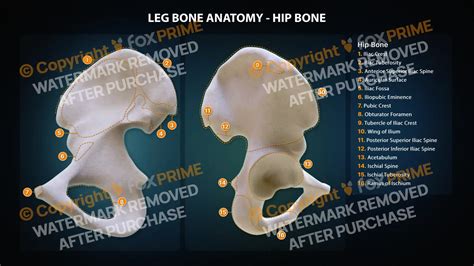 Hip Bone Anatomy Foxprime