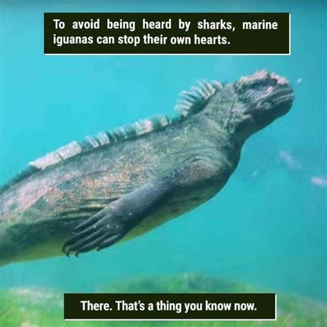Little Known Fact Memes