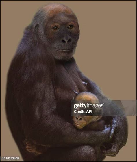 Pierolapithecus Catalaunicus Photos And Premium High Res Pictures