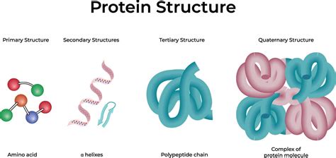 Protein Structure Primary Secondary Tertiary Quaternary Illustration 74313193 Vector Art At Vecteezy