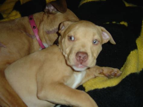 Zoe In Bed W Xena Pitbull MaMa Flickr