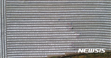 그림같은 양파 모종 심기